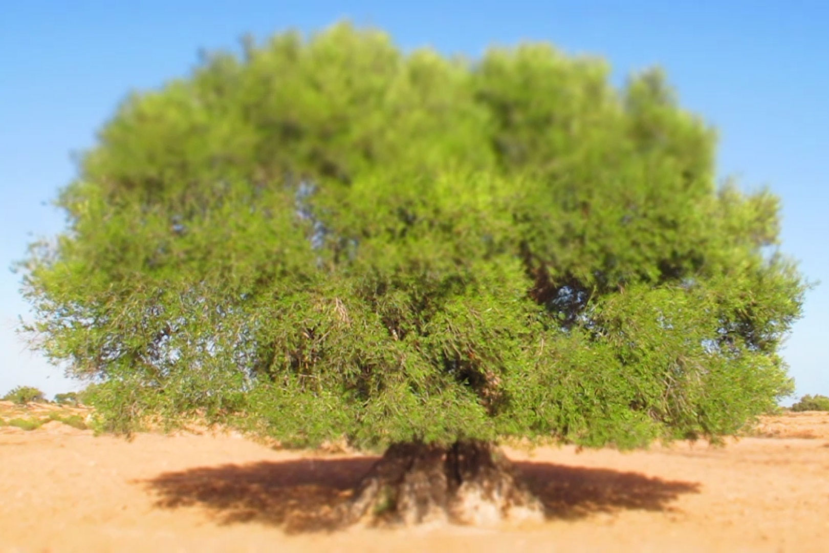 Zaytouna - Younes Rahmoun